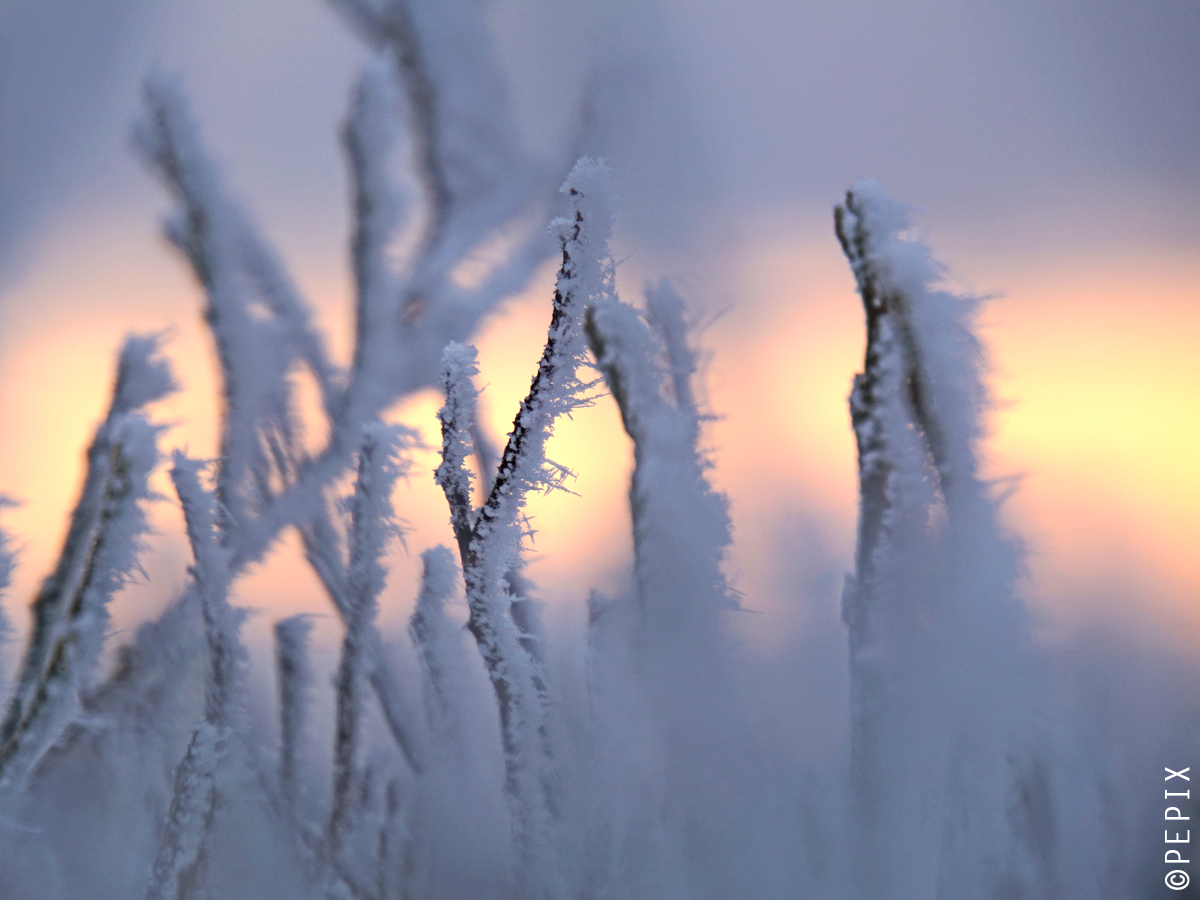 Frostig … – PEPIX